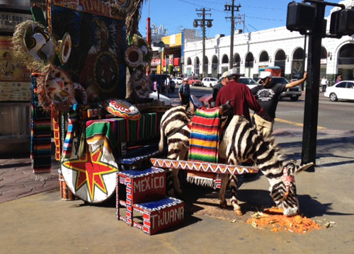 Zonkey Tijuana 1965 Tijuana
